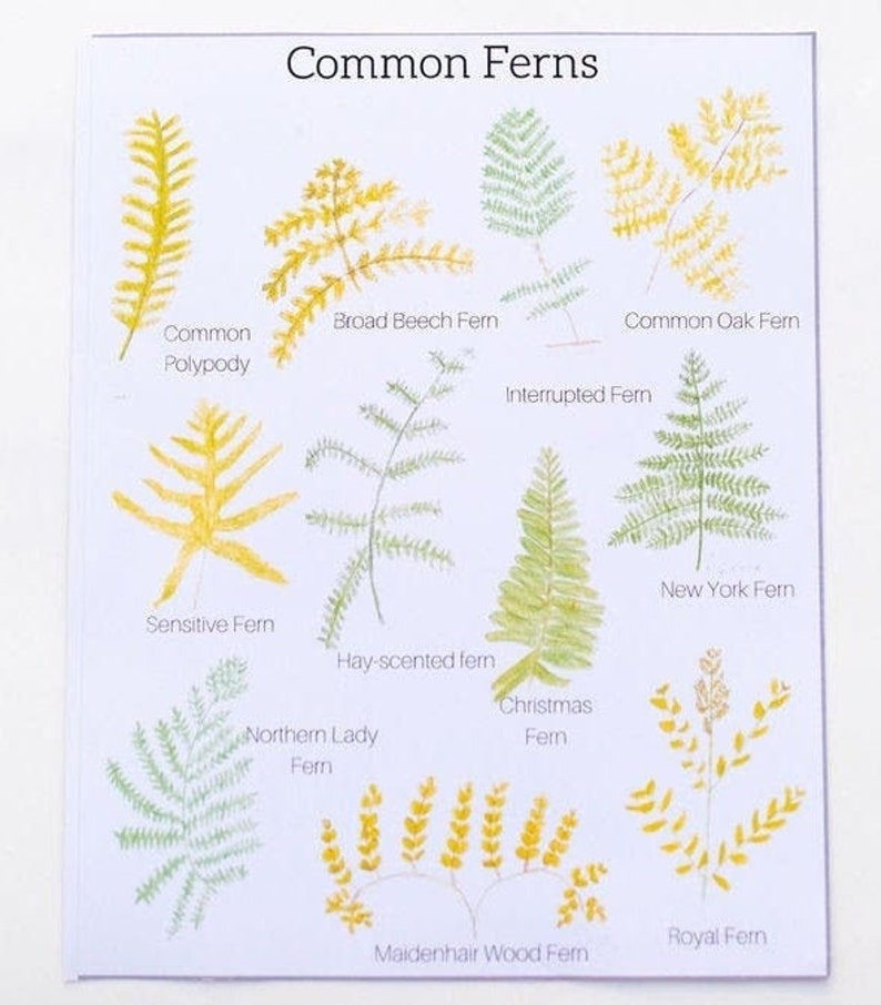 Fern Identification Poster Guide - Etsy