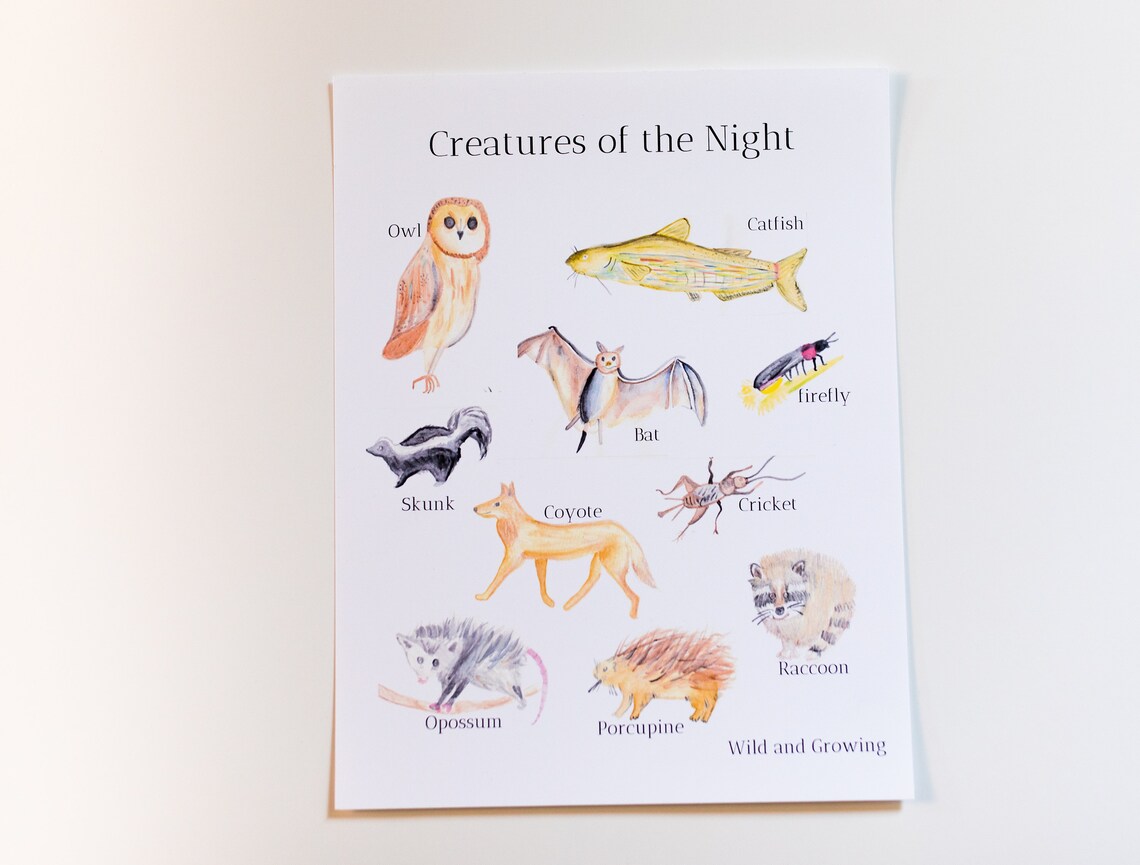 Nocturnal Animals Poster and Flash Cards - Etsy