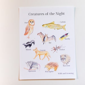 Nocturnal Animals Poster and Flash Cards - Etsy
