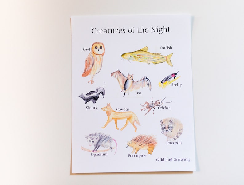 Nocturnal Animals Poster and Flash Cards - Etsy