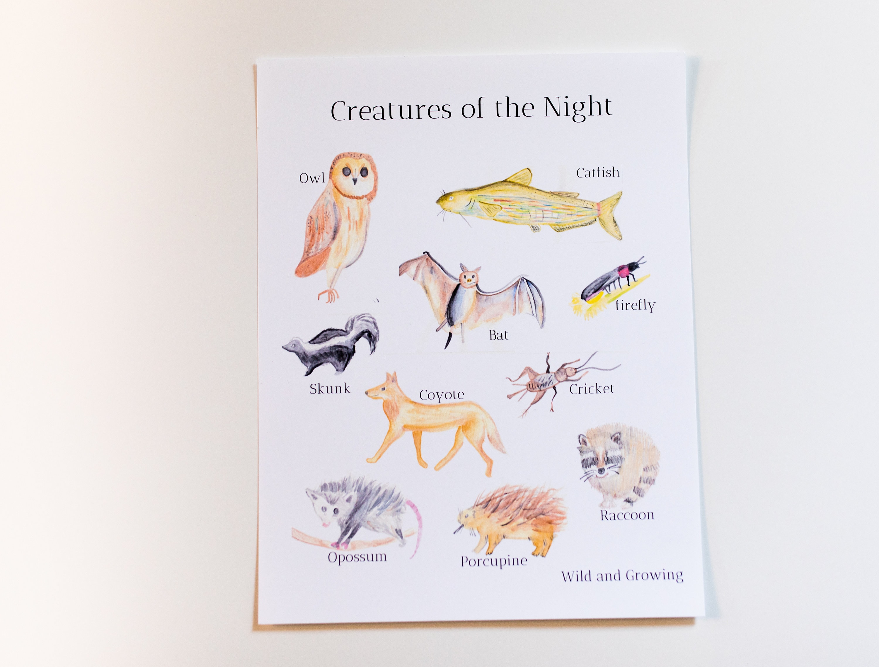 Nocturnal Animals Poster and Flash Cards - Etsy