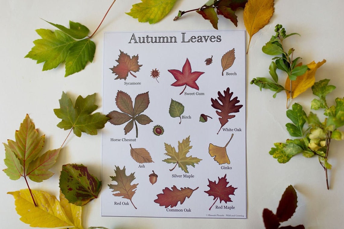 Autumn Leaves Identification Poster - Etsy