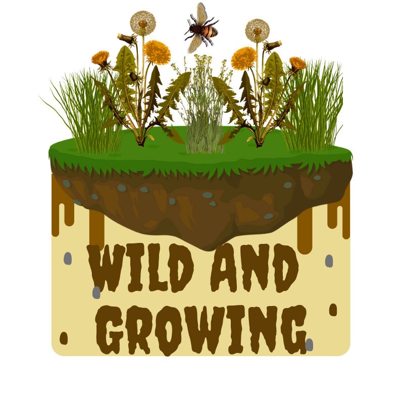 Salamander Life Cycle Activity | Digital Print - Etsy