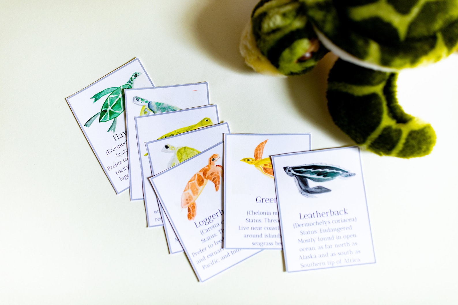 Sea Turtle Poster & Flash Cards | Instant Download - Etsy