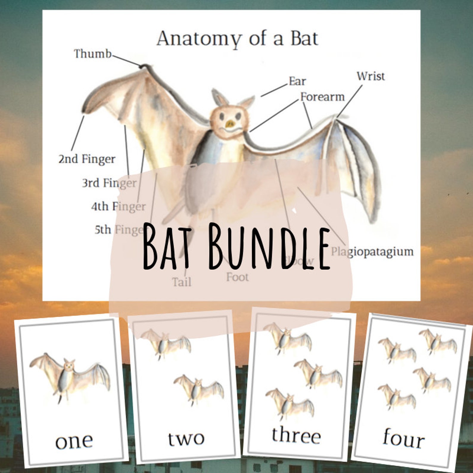 Bat Bundle | Anatomy Worksheets and Counting Cards - Etsy