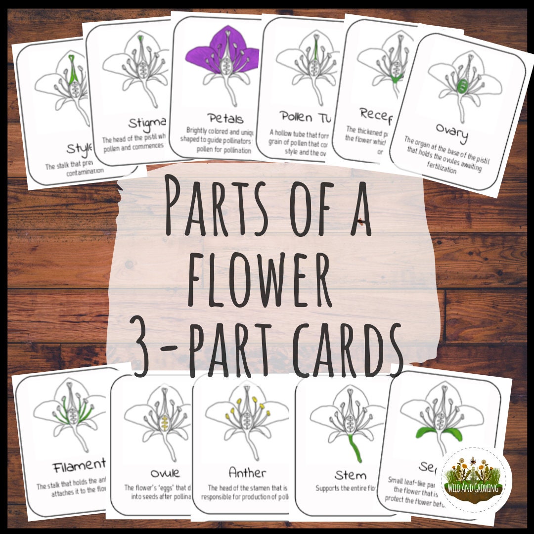 Parts of a Flower - Botany Study | Homeschool & Montessori Printable - Etsy