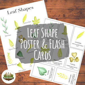 Leaf Shape Poster and Flash Cards - Etsy