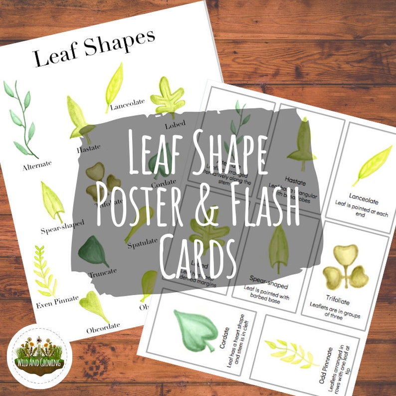 Leaf Shape Poster and Flash Cards - Etsy
