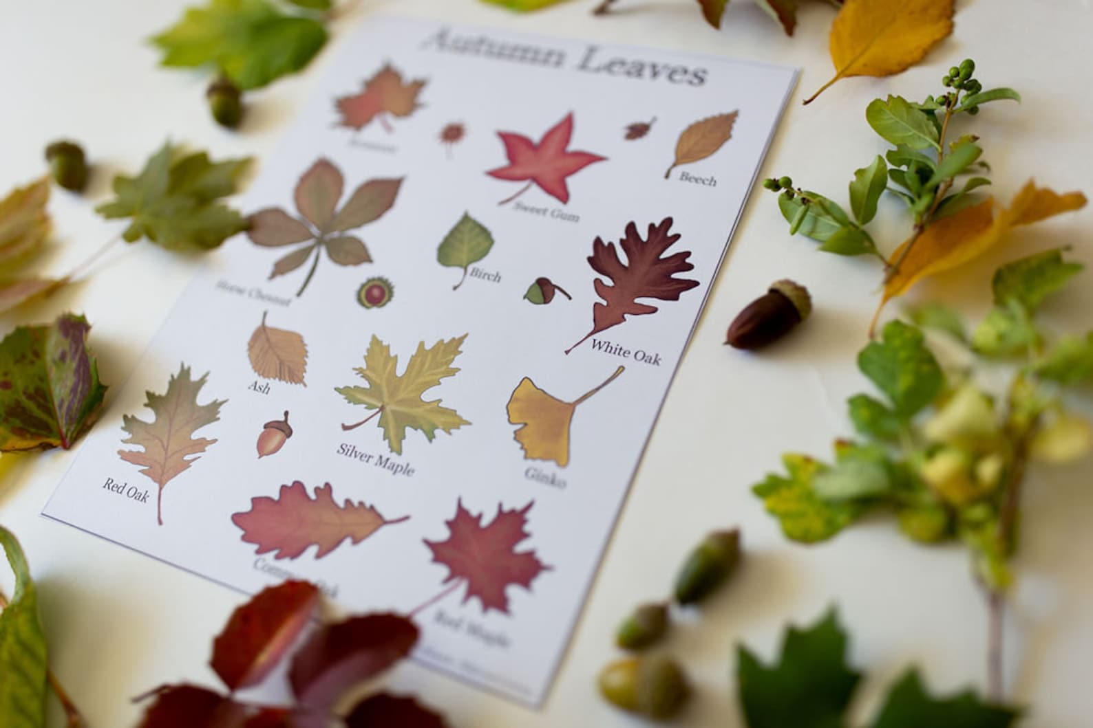 Autumn Leaves Identification Poster - Etsy