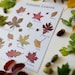 Autumn Leaves Identification Poster - Etsy