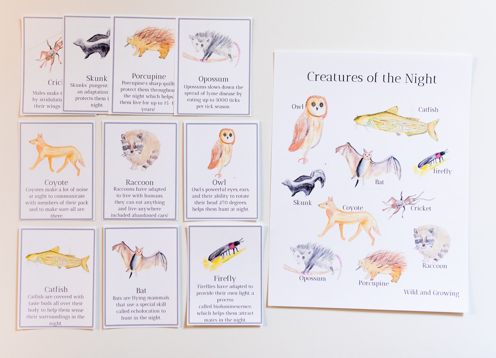 Nocturnal Animals Poster and Flash Cards - Etsy