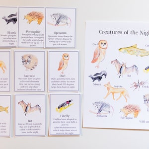 Nocturnal Animals Poster and Flash Cards - Etsy