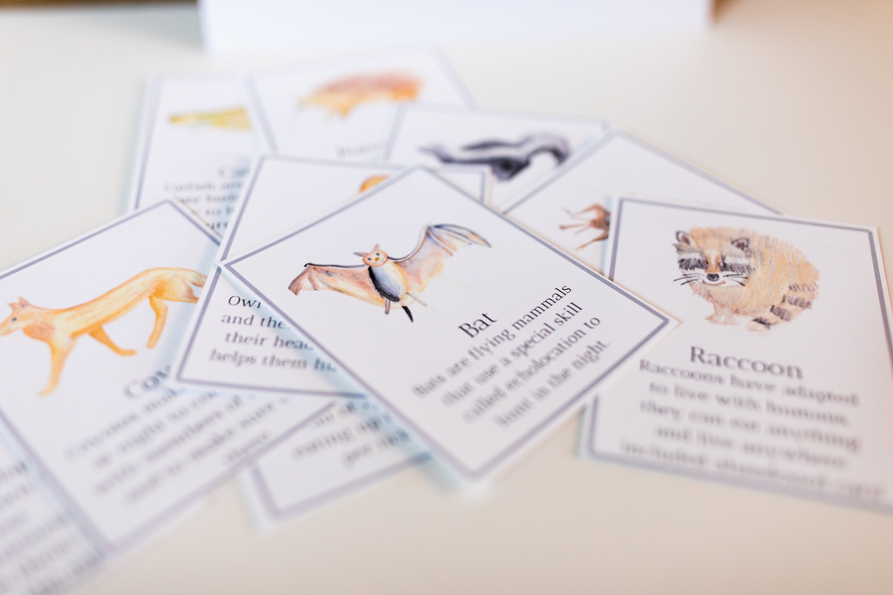 Nocturnal Animals Poster and Flash Cards - Etsy