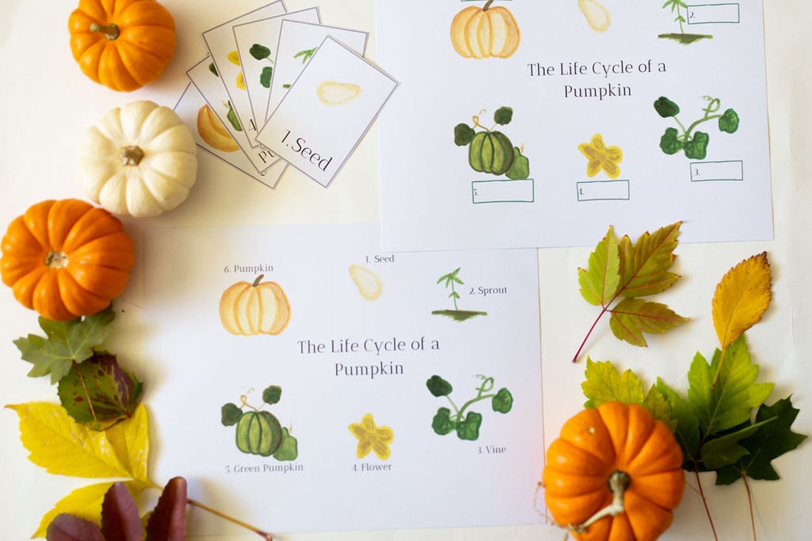 Pumpkin Mini-unit Study - Etsy
