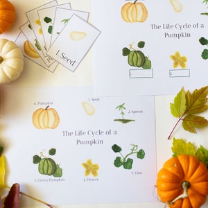 Pumpkin Mini-unit Study - Etsy