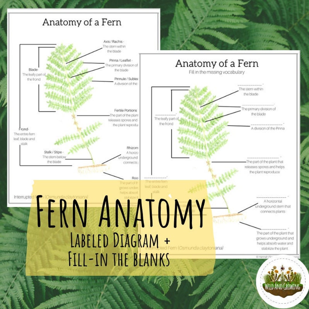 Parts Of A Fern Plant