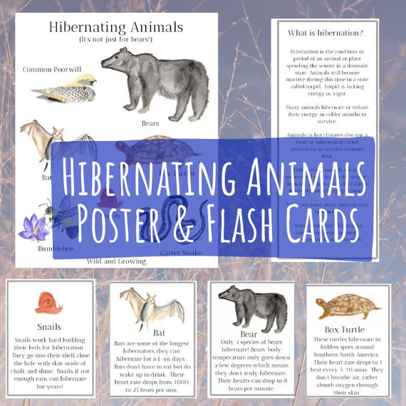 Hibernating Animals Poster and Fact Flash Cards | Etsy