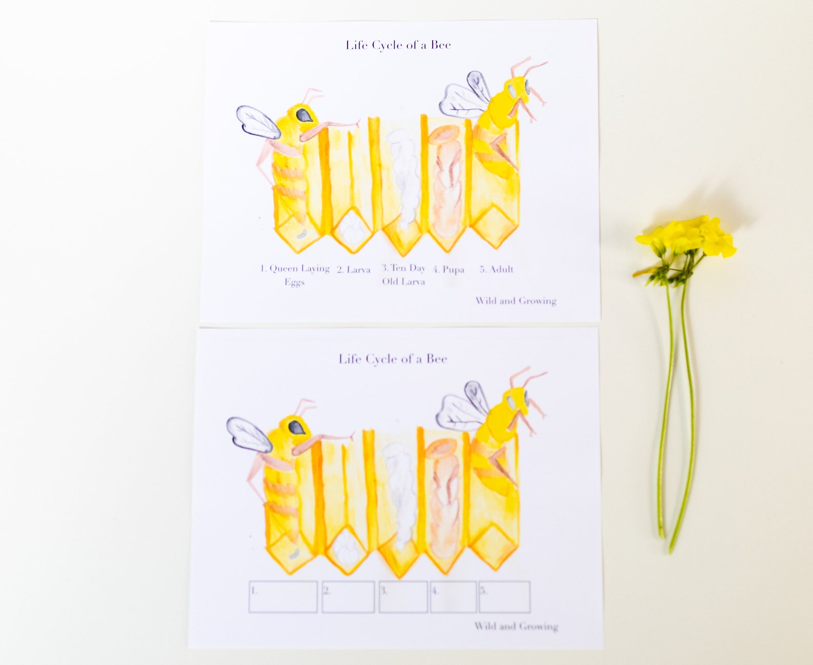 Bee Unit Study | Bee Anatomy & Life Cycle Worksheets - Etsy