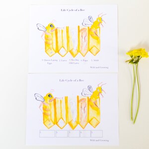 Bee Unit Study | Bee Anatomy & Life Cycle Worksheets - Etsy