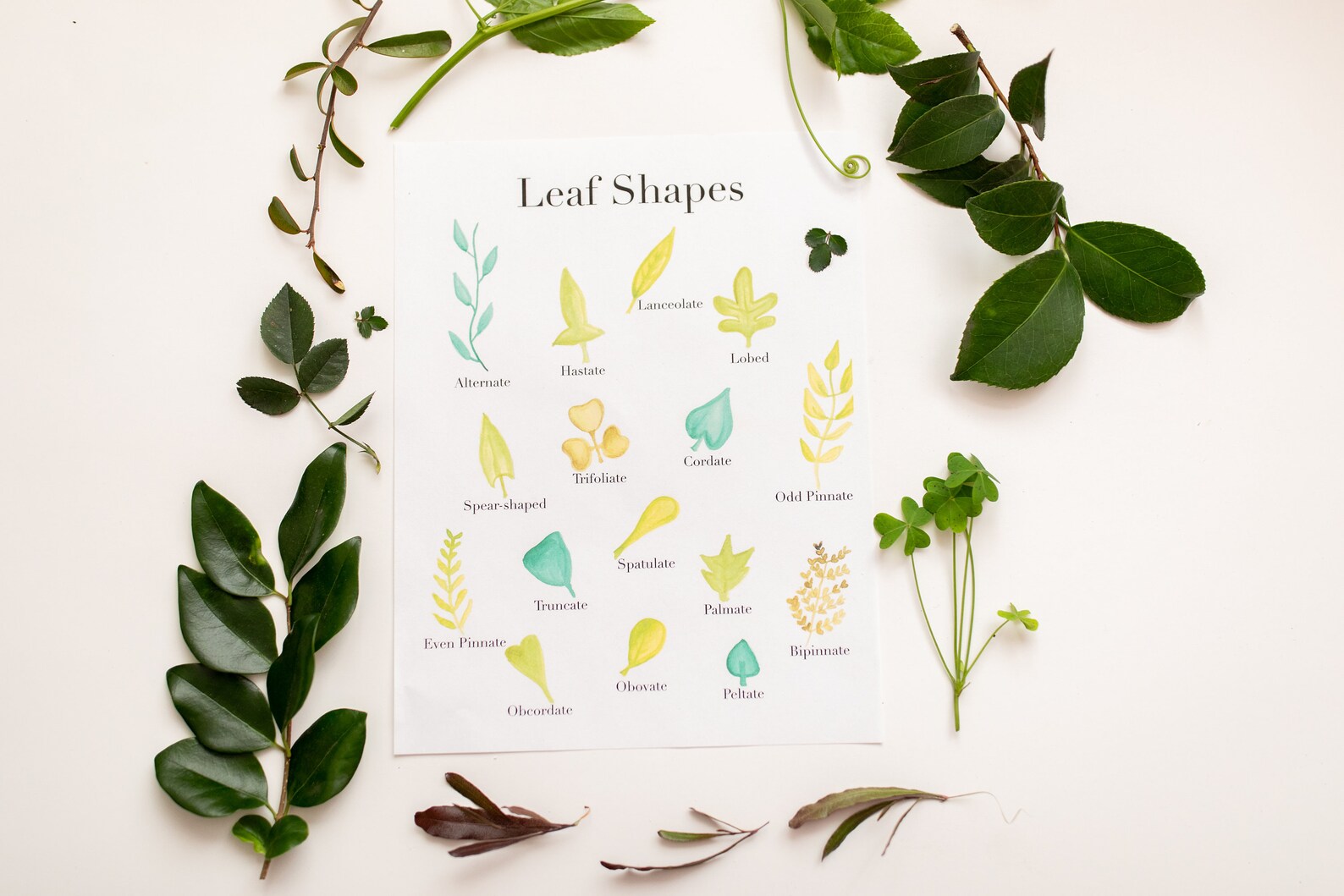 Leaf Shape Poster and Flash Cards - Etsy