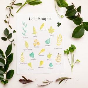 Leaf Shape Poster and Flash Cards - Etsy