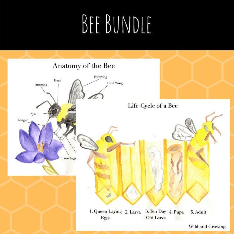 Bee Unit Study Bee Anatomy & Life Cycle Worksheets - Etsy