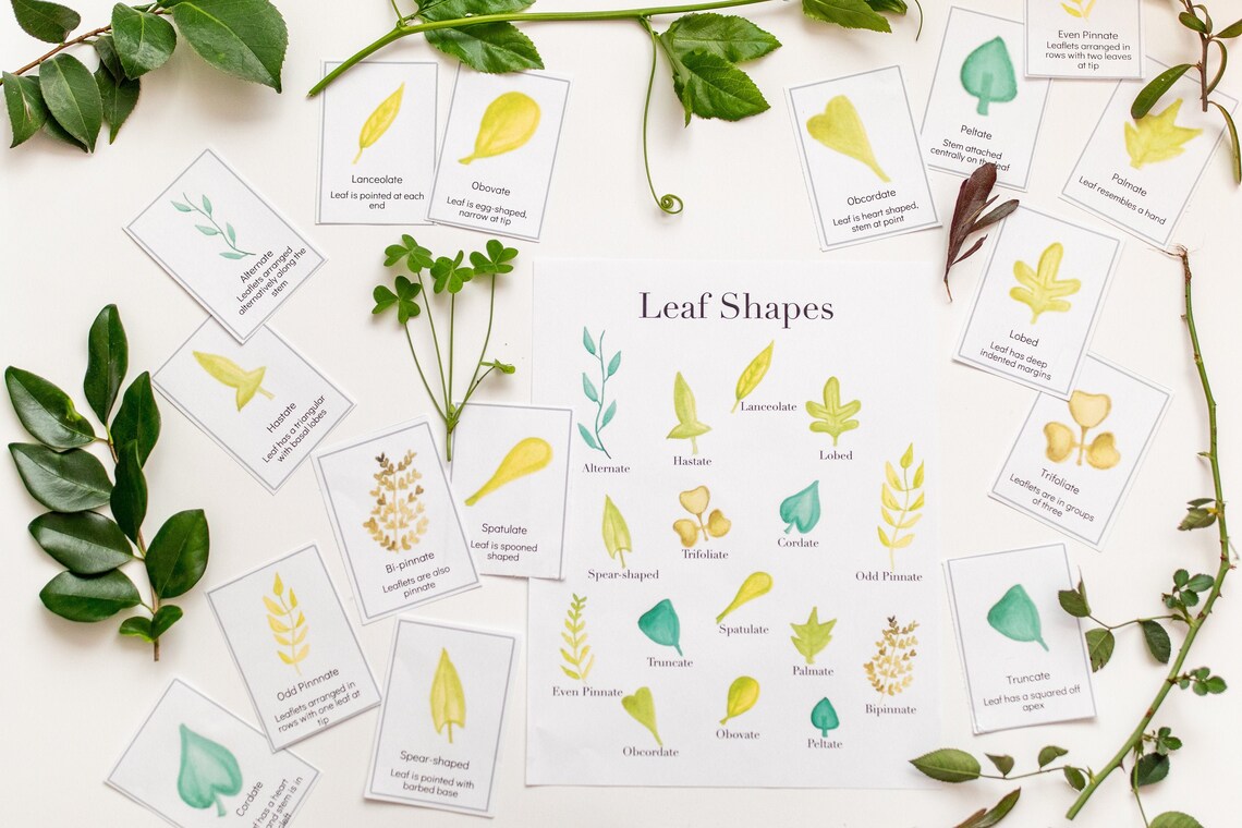 Leaf Shape Poster and Flash Cards - Etsy