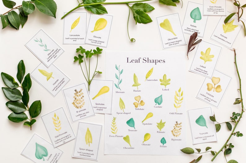 Leaf Shape Poster and Flash Cards - Etsy