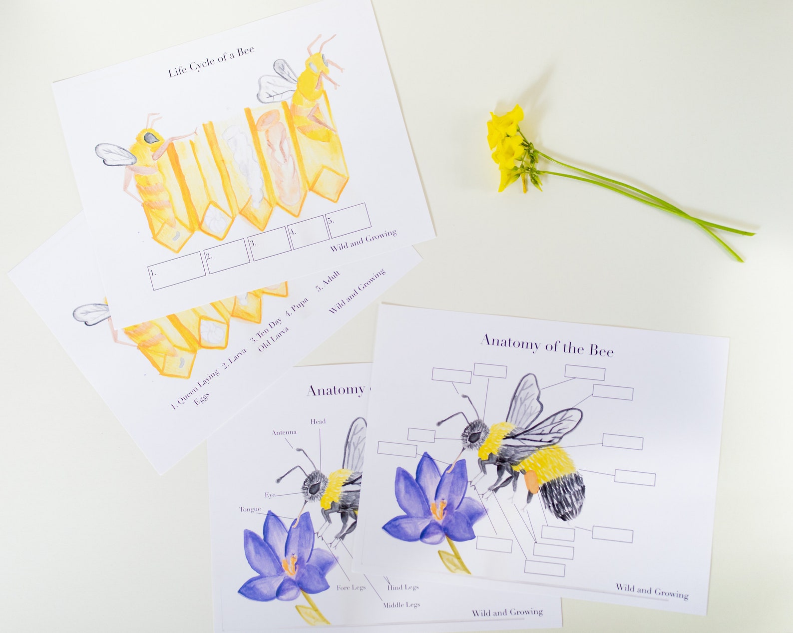 Bee Unit Study | Bee Anatomy & Life Cycle Worksheets - Etsy
