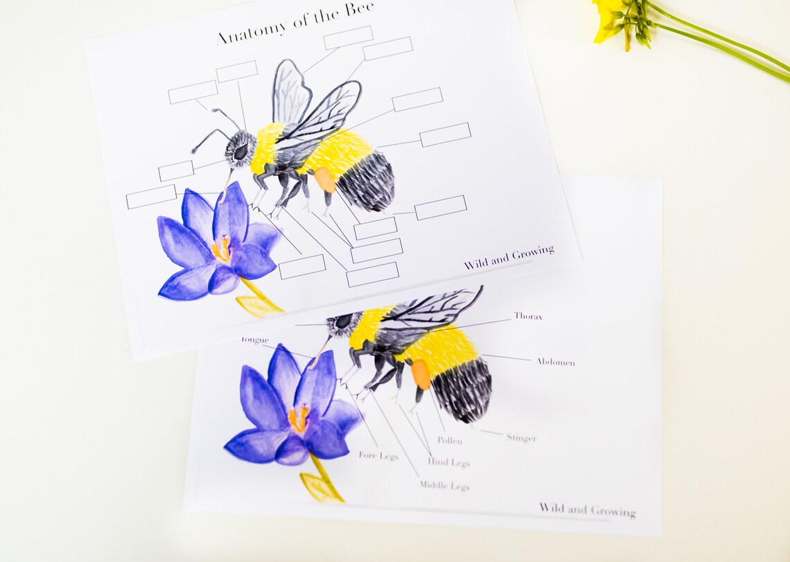 Bee Unit Study Bee Anatomy & Life Cycle Worksheets - Etsy