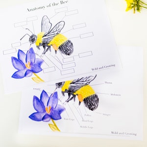 Bee Unit Study | Bee Anatomy & Life Cycle Worksheets - Etsy