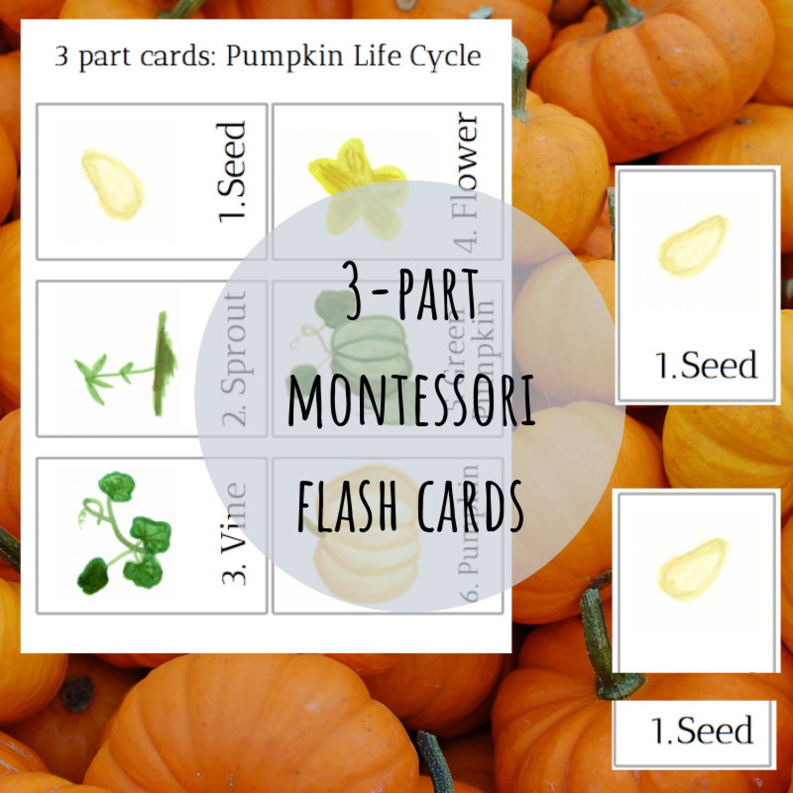 Pumpkin Mini-unit Study - Etsy