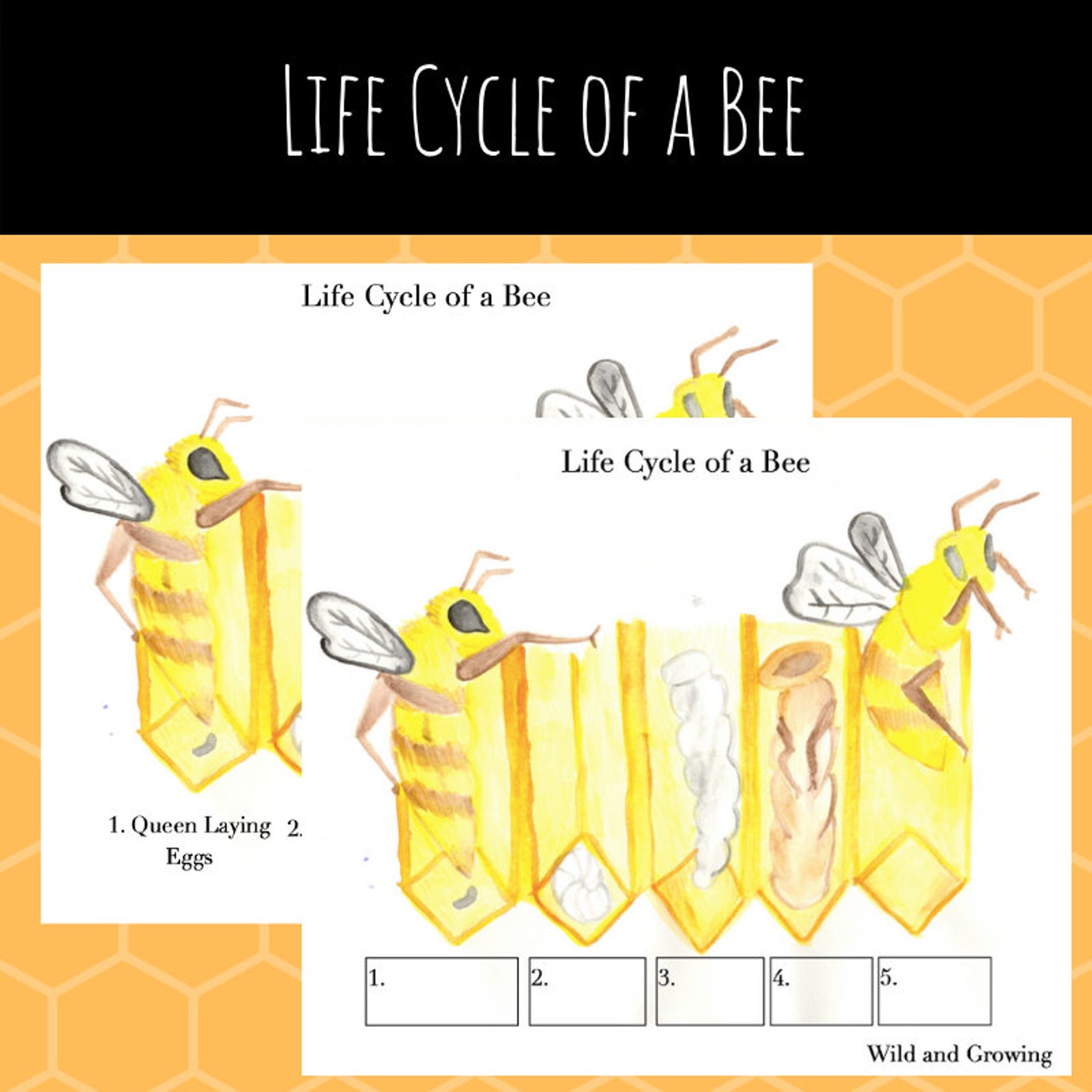 Bee Unit Study Bee Anatomy & Life Cycle Worksheets - Etsy