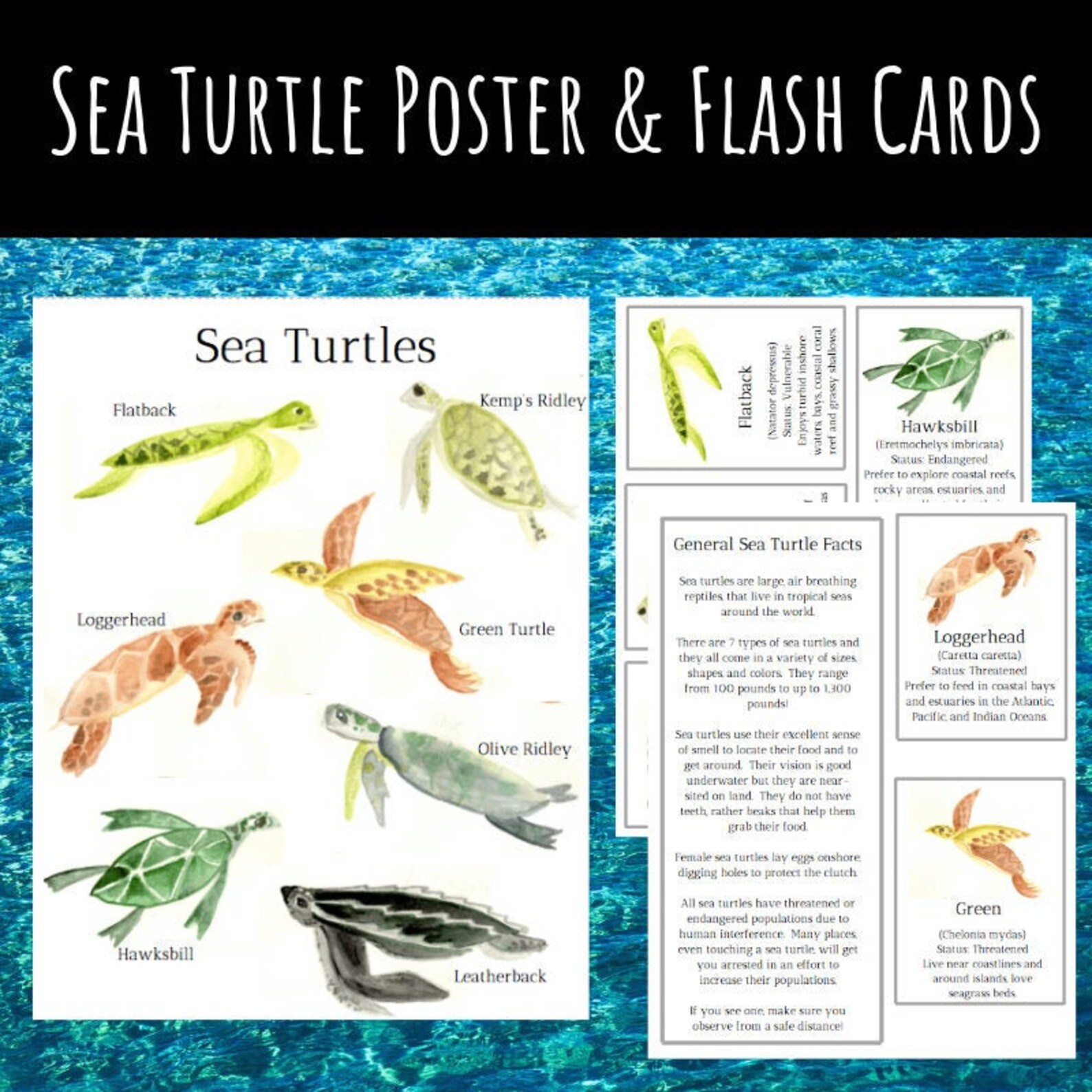 Sea Turtle Poster & Flash Cards | Instant Download - Etsy