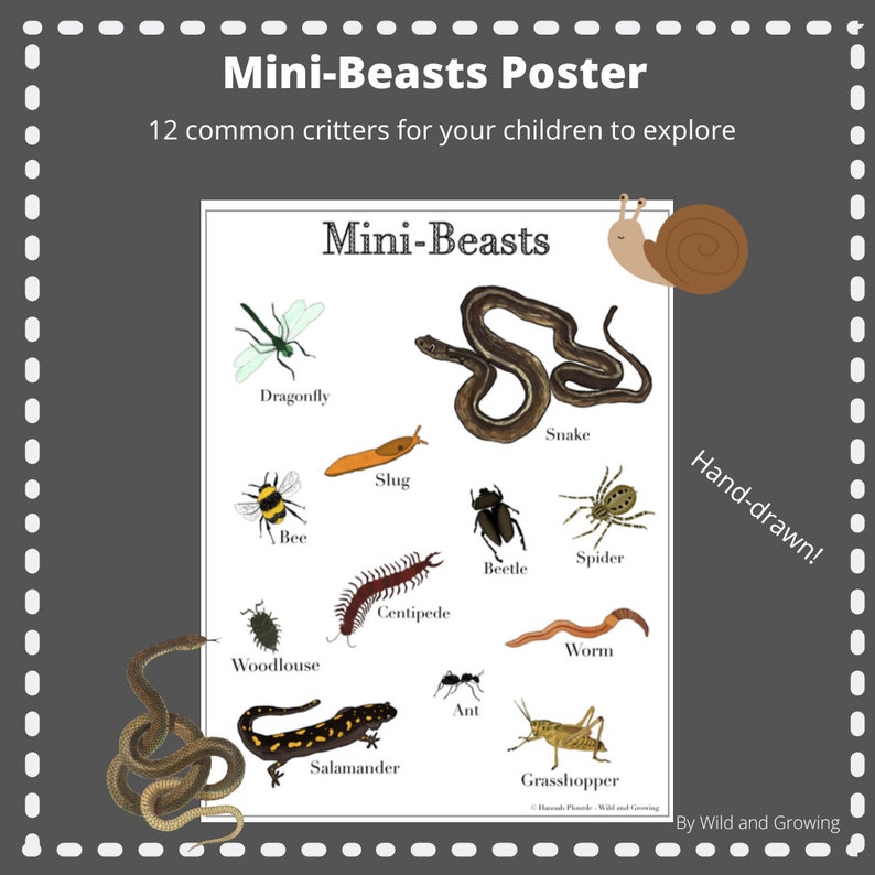 Mini-beasts Identification Poster - Etsy