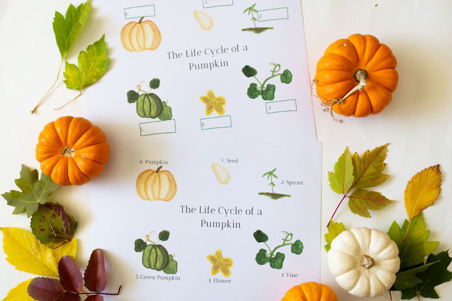 Pumpkin Mini-unit Study - Etsy