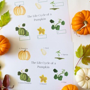 Pumpkin Mini-unit Study - Etsy