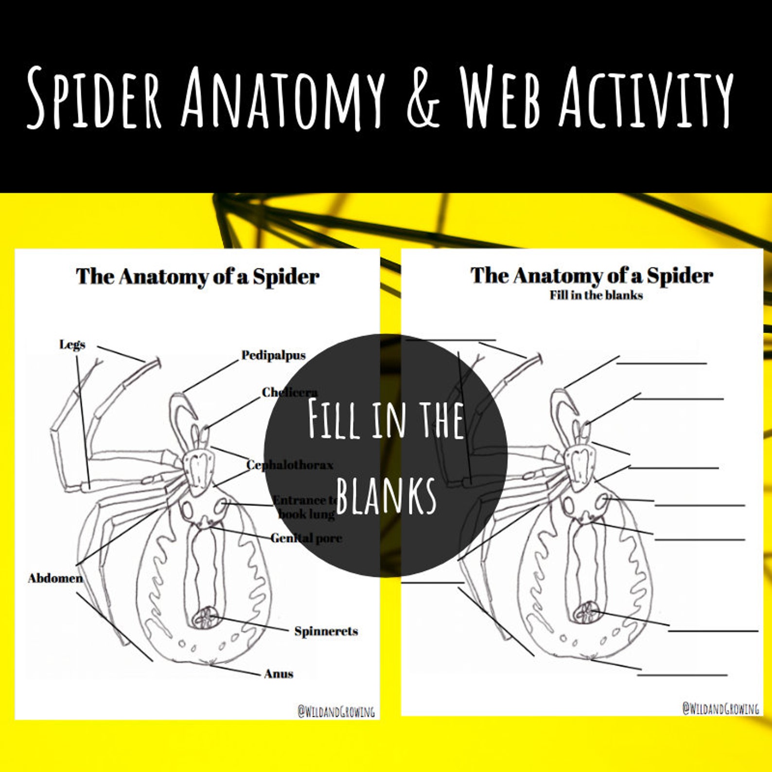 Spider Anatomy & Web Building Activity Book - Etsy