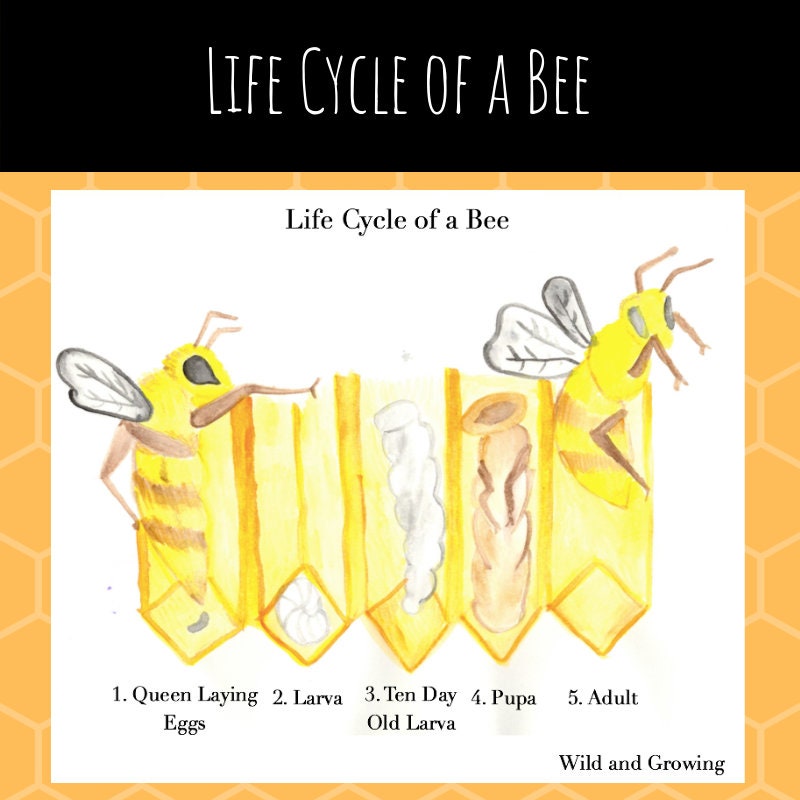 Bee Unit Study Bee Anatomy & Life Cycle Worksheets - Etsy