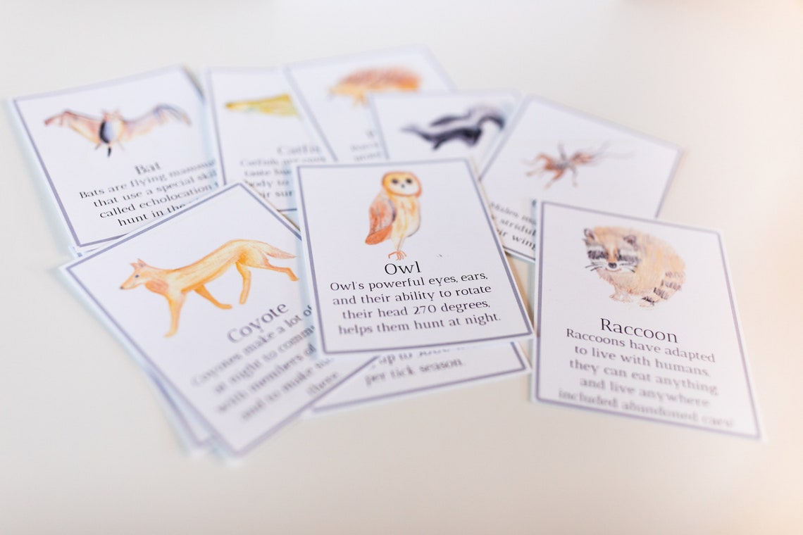 Nocturnal Animals Poster and Flash Cards - Etsy