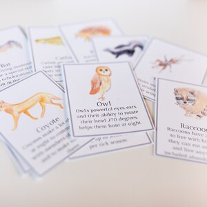 Nocturnal Animals Poster and Flash Cards - Etsy
