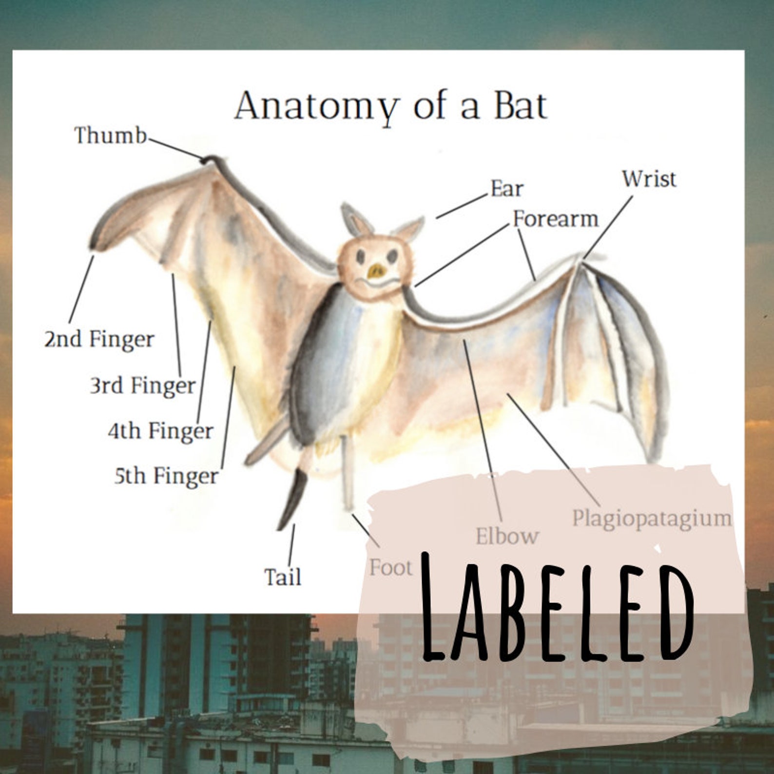 Bat Bundle | Anatomy Worksheets and Counting Cards - Etsy