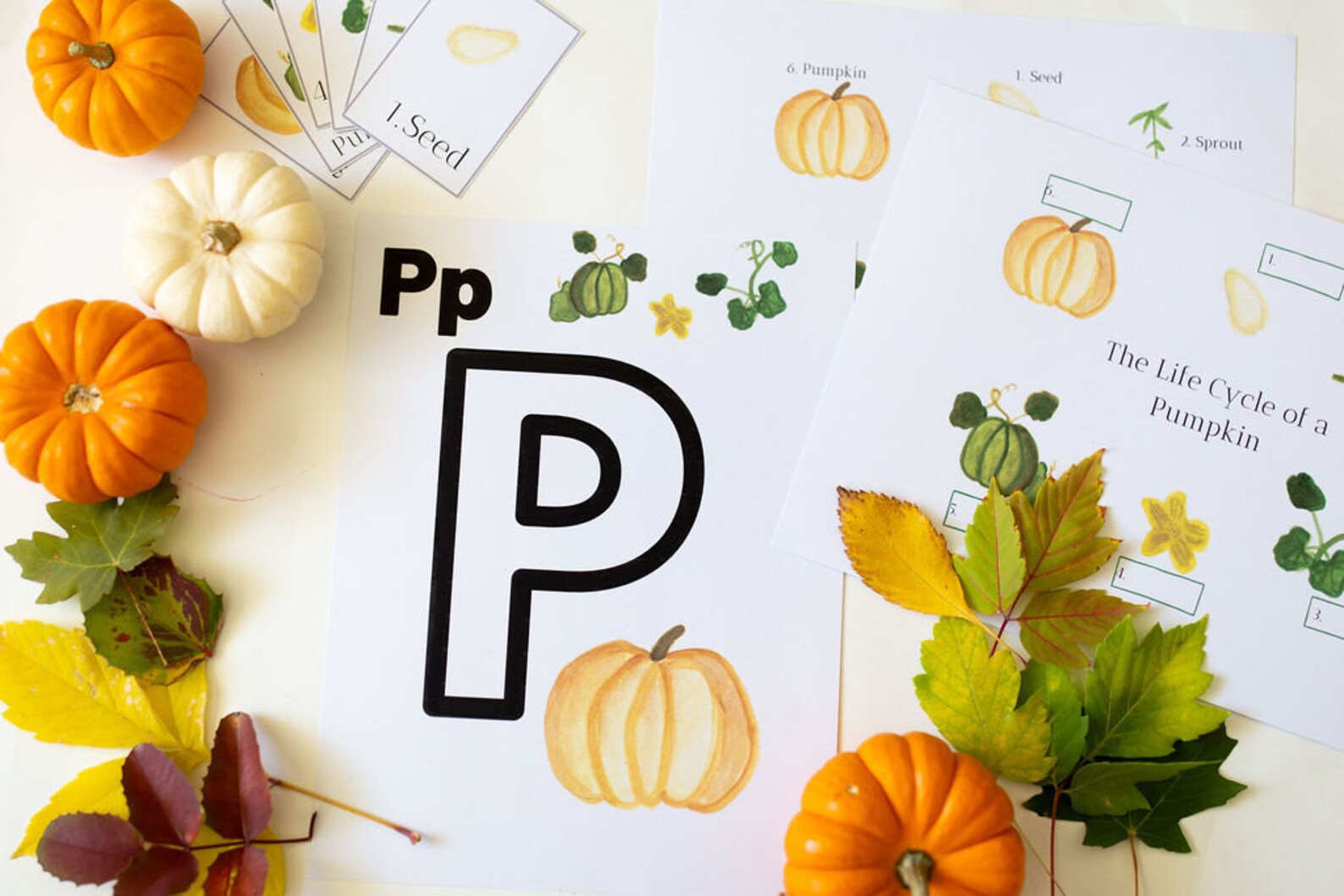 Pumpkin Mini-unit Study - Etsy