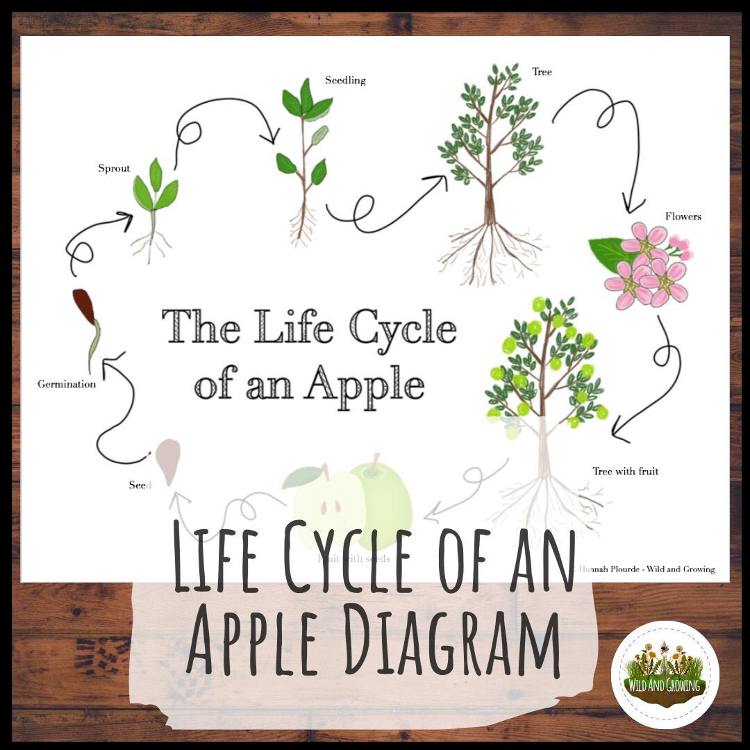 Life Cycle of an Apple Diagram - Etsy