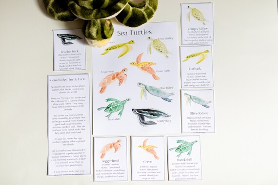 Sea Turtle Poster & Flash Cards Instant Download | Etsy