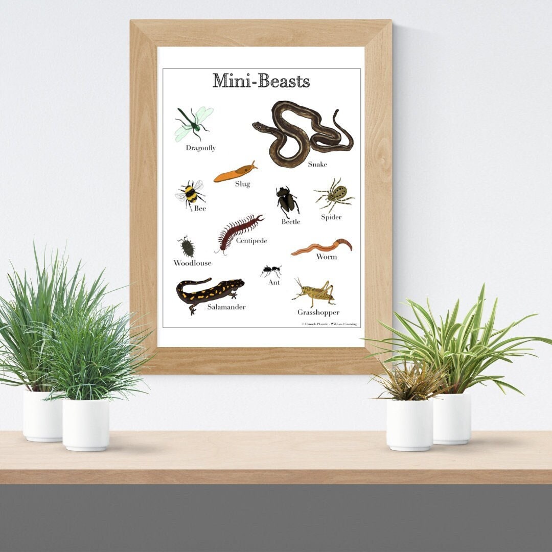 Mini-beasts Identification Poster - Etsy