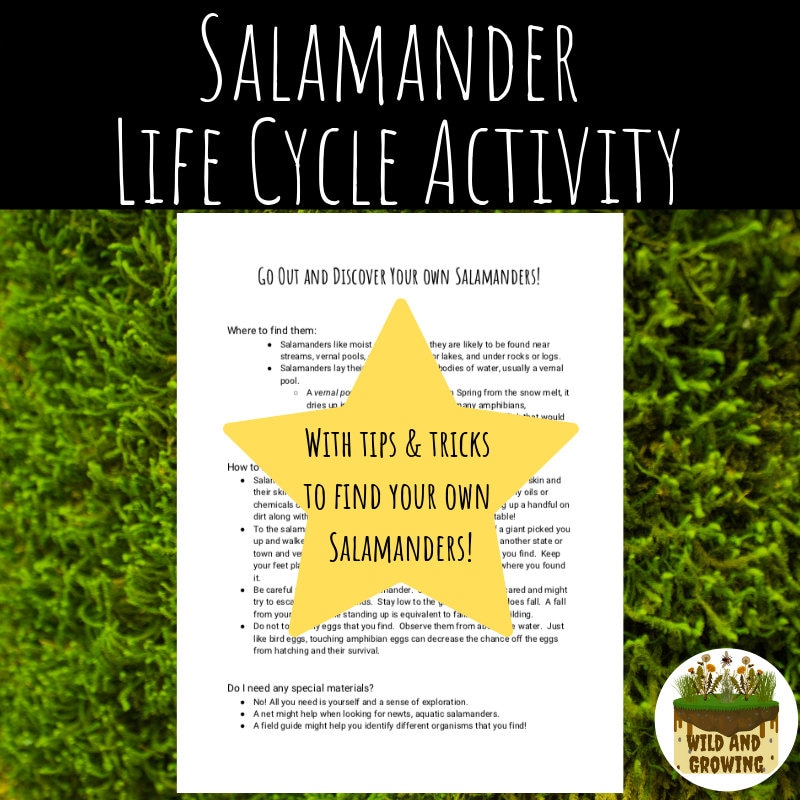 Salamander Life Cycle Activity | Digital Print - Etsy