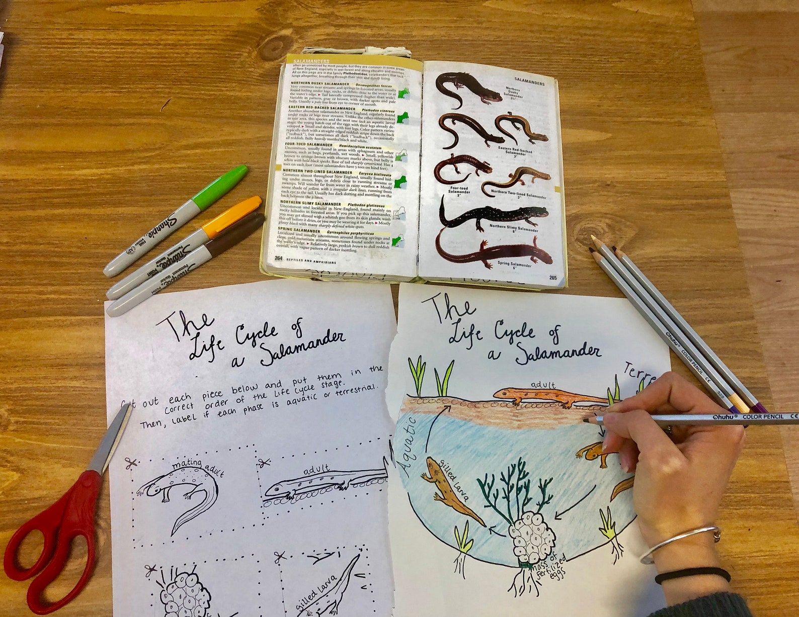 Salamander Life Cycle Activity | Digital Print - Etsy