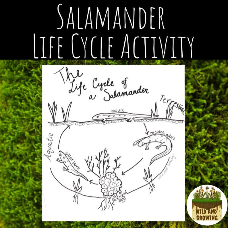 Salamander Life Cycle Activity | Digital Print - Etsy