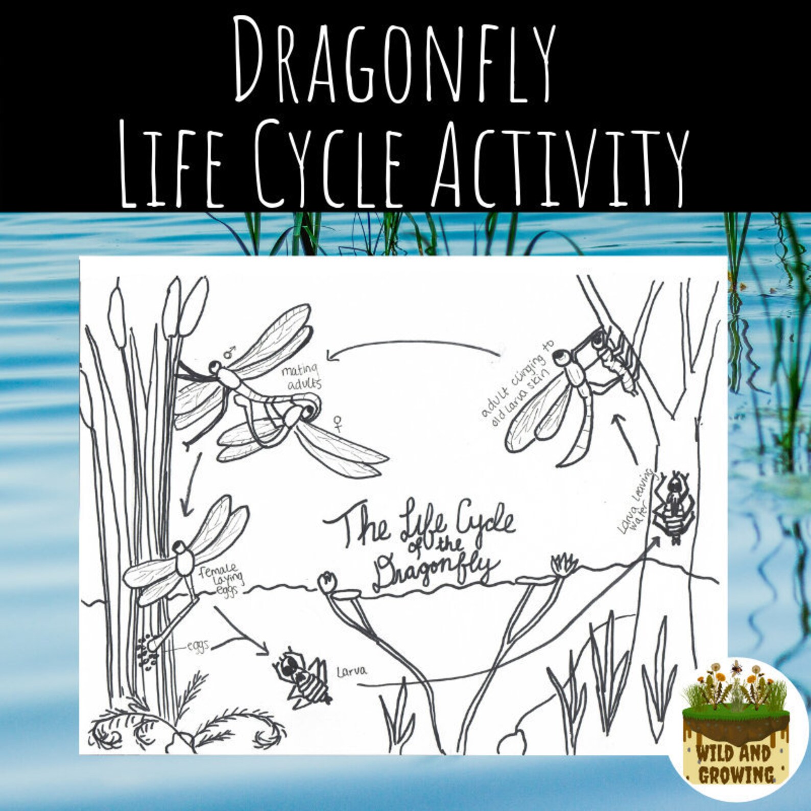 Dragonfly Life Cycle Activity | Digital Print - Etsy